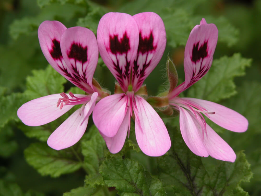 Luxurious Geranium body lotion « Cottage Hill Herb Farm